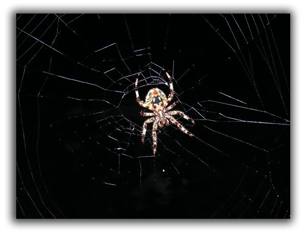 Spider Removal and Extermination Greensboro & W-S | Critter Control of ...