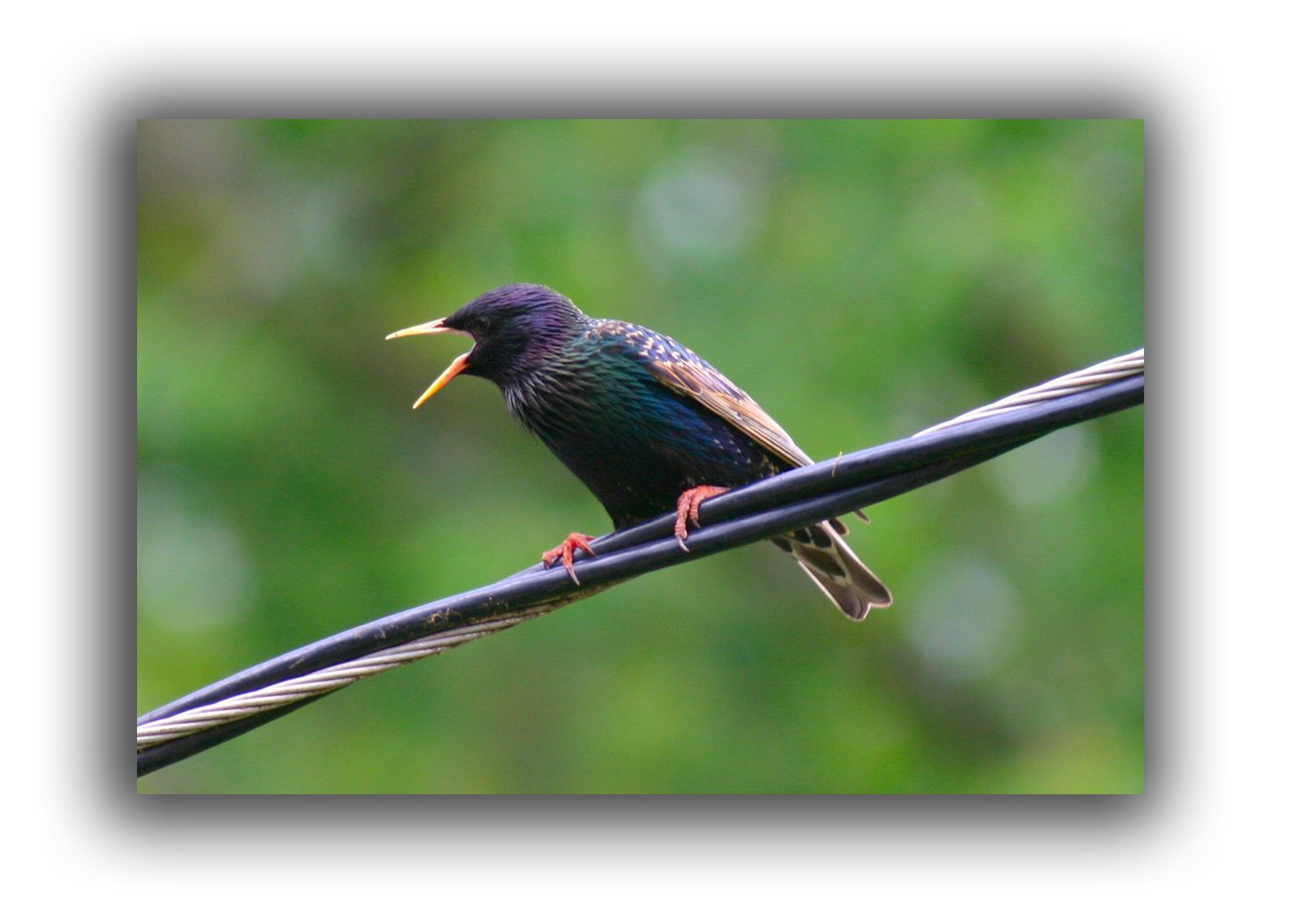 Starlings & Bird Control - Services | Critter Control in the Triad