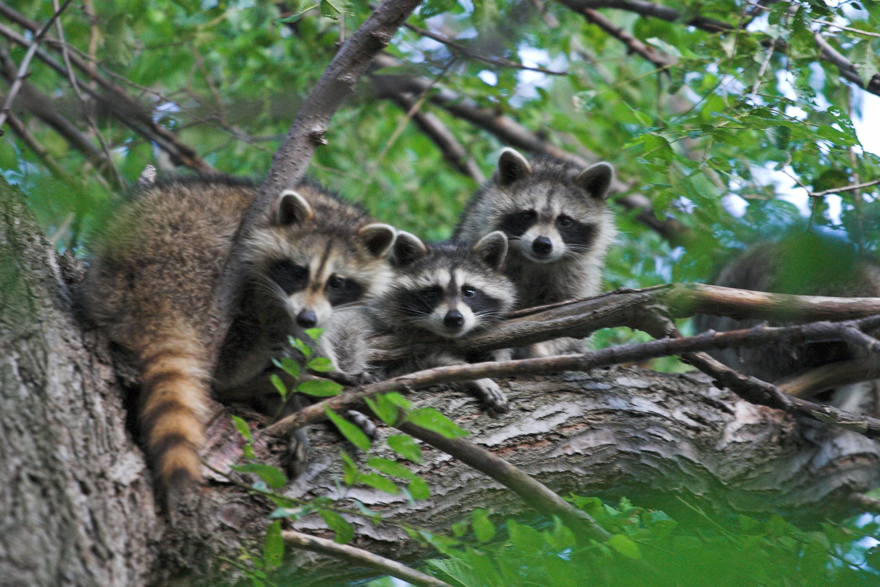 raccoons removal raleigh home | Critter Control of the Triad
