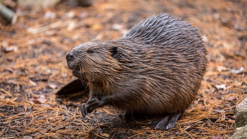 beaver-damage-raleigh-north-carolina | Critter Control of the Triad