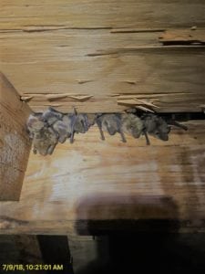 Bats in ridge | Critter Control of the Triad