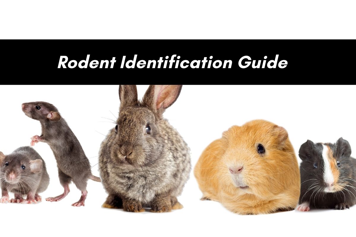 Rodents of the Triad Identification Guide | Critter Control of the Triad