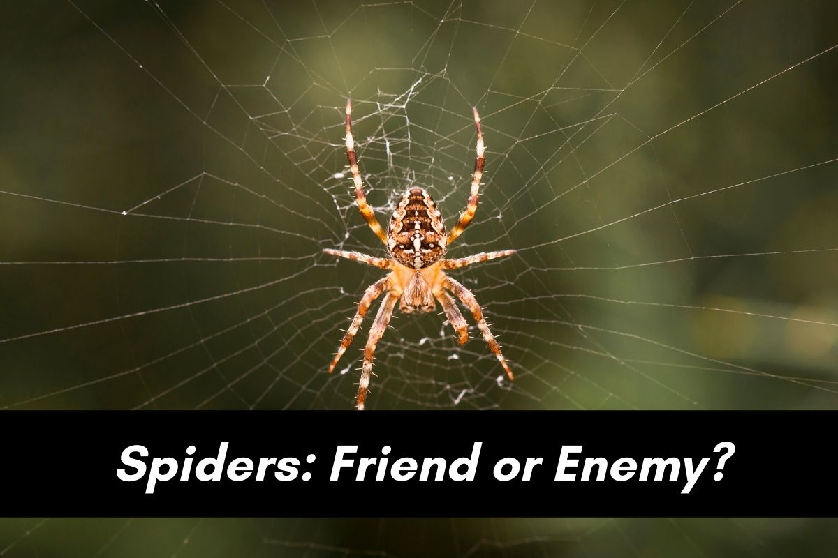 Spiders: To Love Them or Hate Them | Critter Control of the Triad