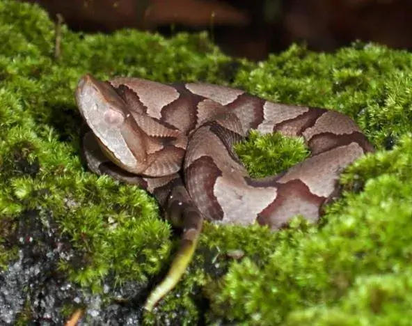 Myth and Truth About Copperheads | Critter Control in the Triad
